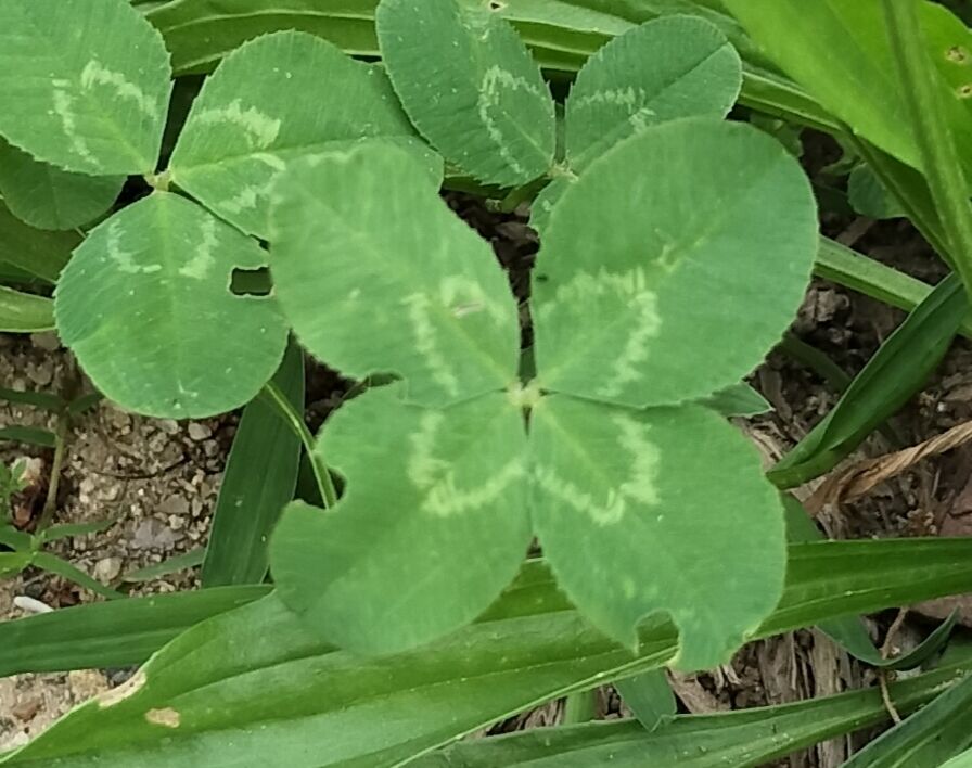 華日誌 (Hana's Diary):見つけたぞ、、、。