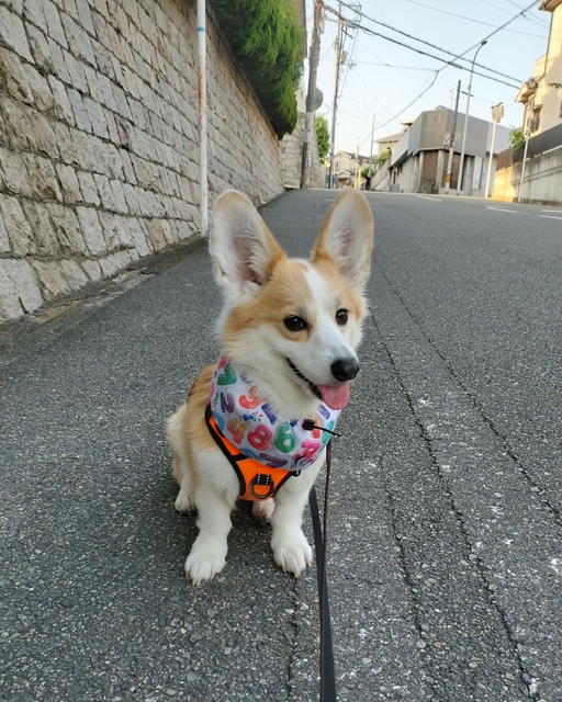 今季初めてのスヌード、、、。 : 華の散歩道(Hana's Diary)