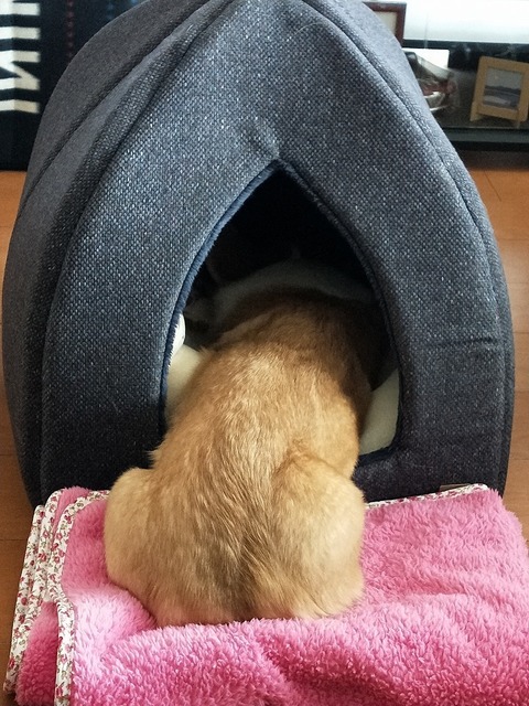 上半身、、、。 : 華の散歩道(Hana's Diary)