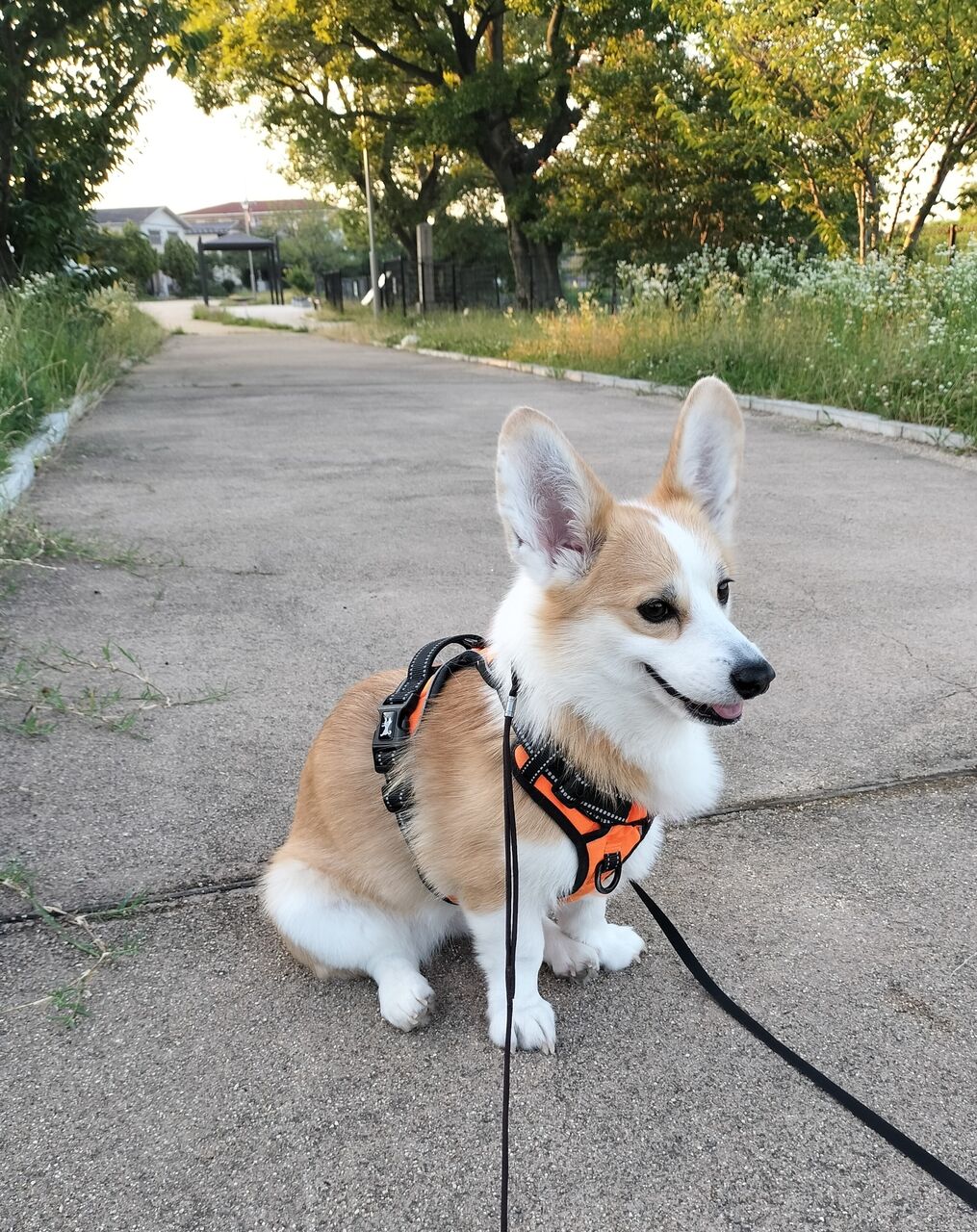 今朝も涼し、、、。 : 華の散歩道(Hana's Diary)