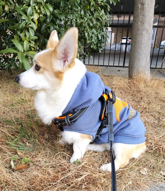 華日誌 (Hana's Diary):風はないけど、、、。