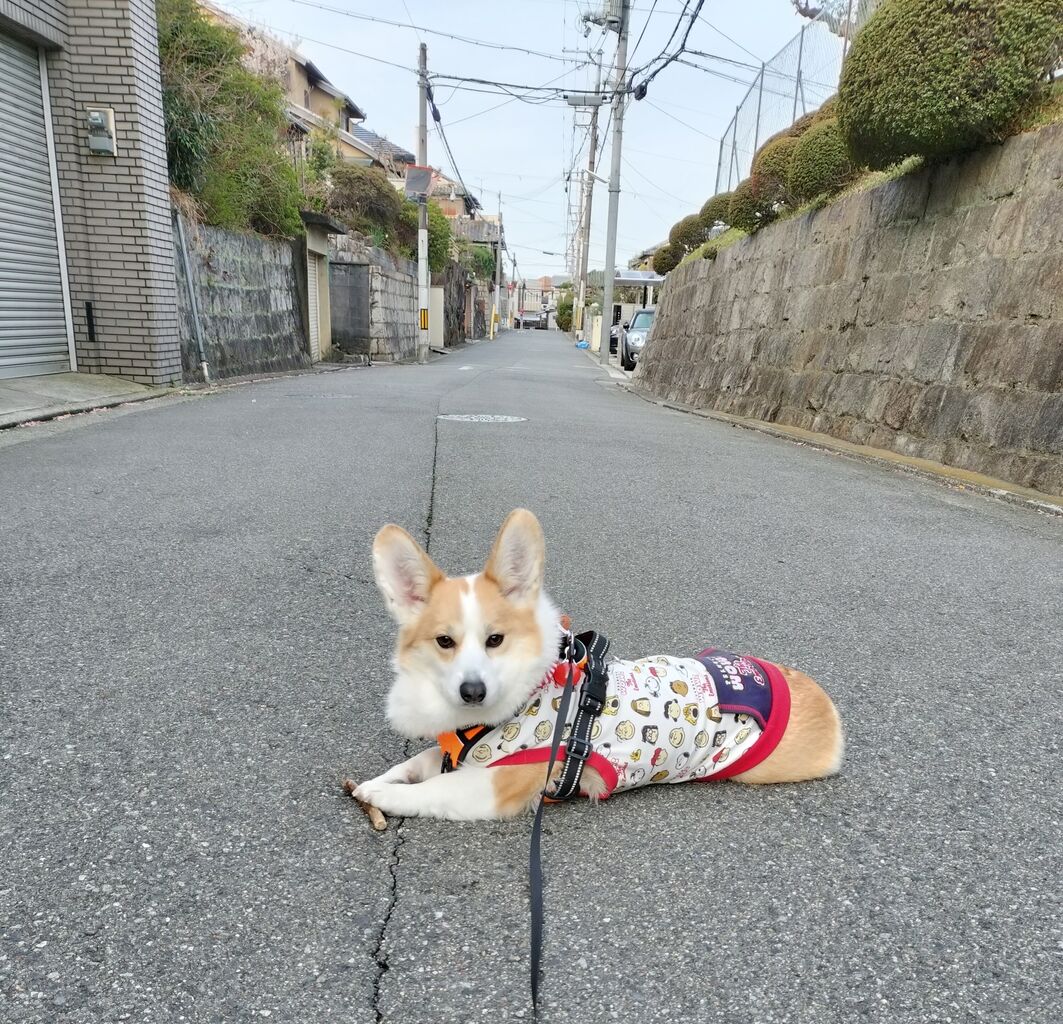 華日誌 (Hana's Diary):寒さ戻る、、、。