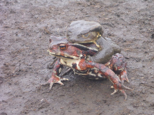 2016年4月23日 神奈川県最高峰の蛭ヶ岳（神奈川県・標高1673m往復26km）日帰りトレーニング 2回目 : 山サラリーマン・ナガタカの人生記