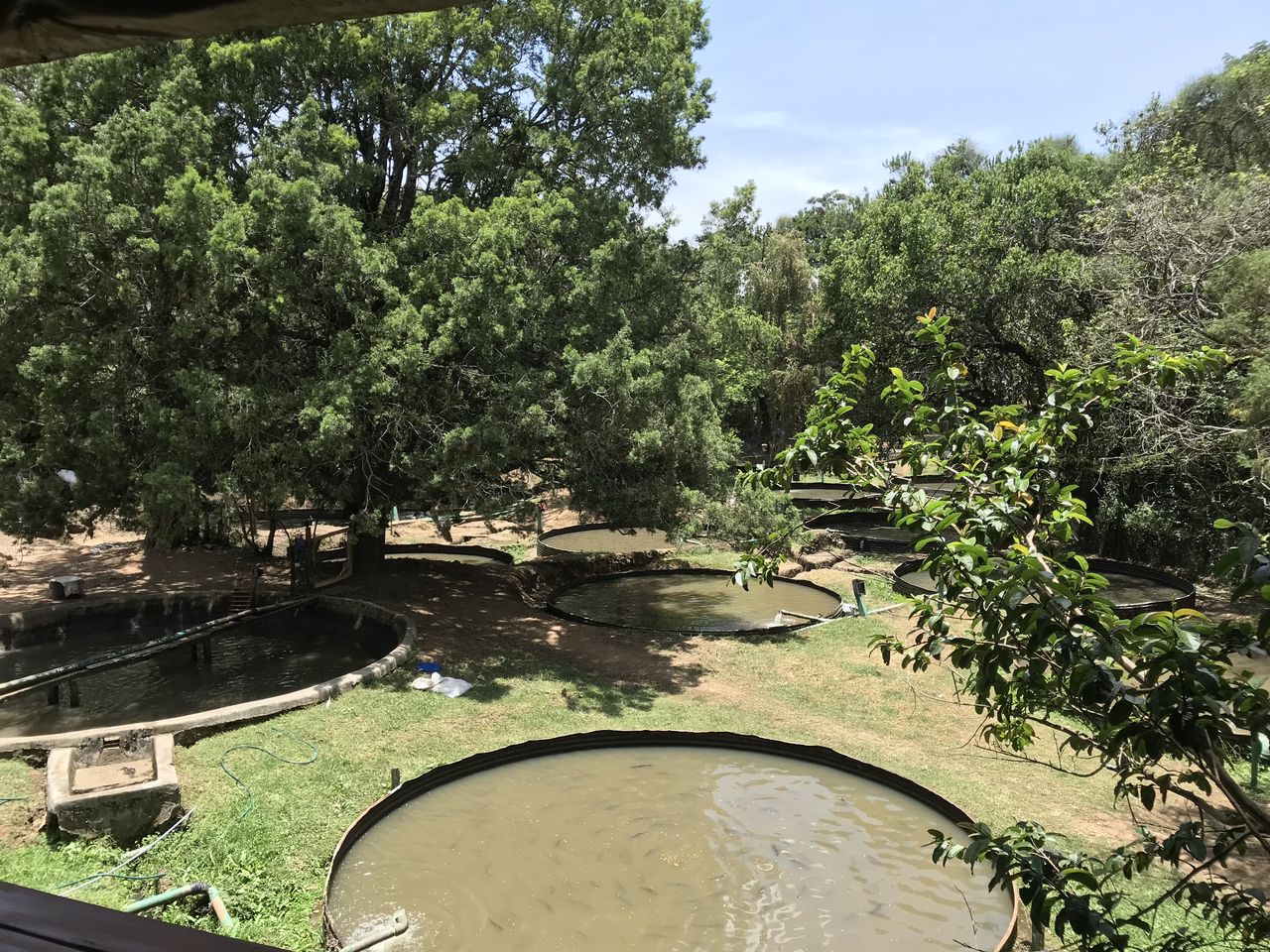 Trout Tree Restaurant - Nanyuki : ナイロビあちらこちら