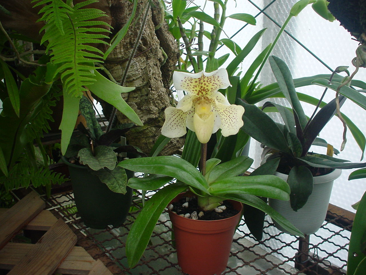 Paph.Hellas‘BrownEyes’×IceCastle‘Galaxy’ : nakahiro318のblog