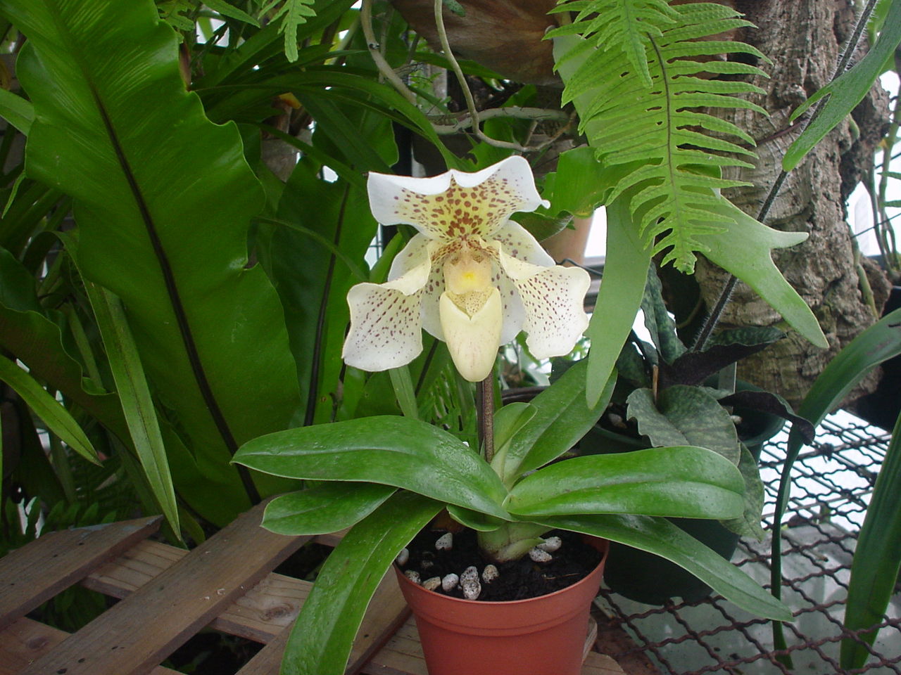 Paph.Hellas‘BrownEyes’×IceCastle‘Galaxy’ : nakahiro318のblog