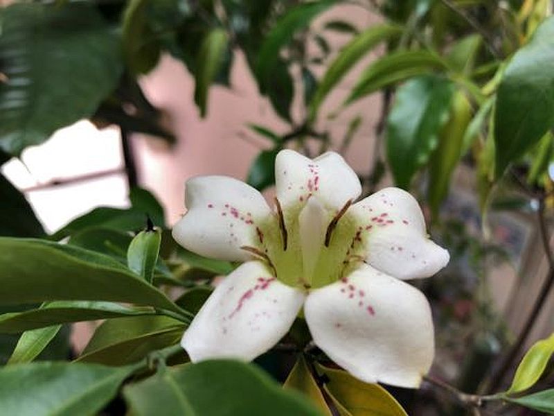 ロスマニア・アンネ : まだ見たことのない花をさがして