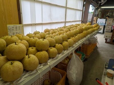 かおり梨の収穫終了 : 梨のやまやす