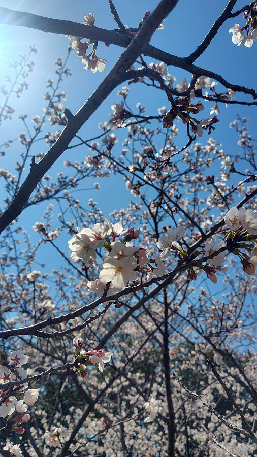 NATIVE MIND:【旅人よ 後ろには出来たばかりの道がある】 - livedoor Blog（ブログ）