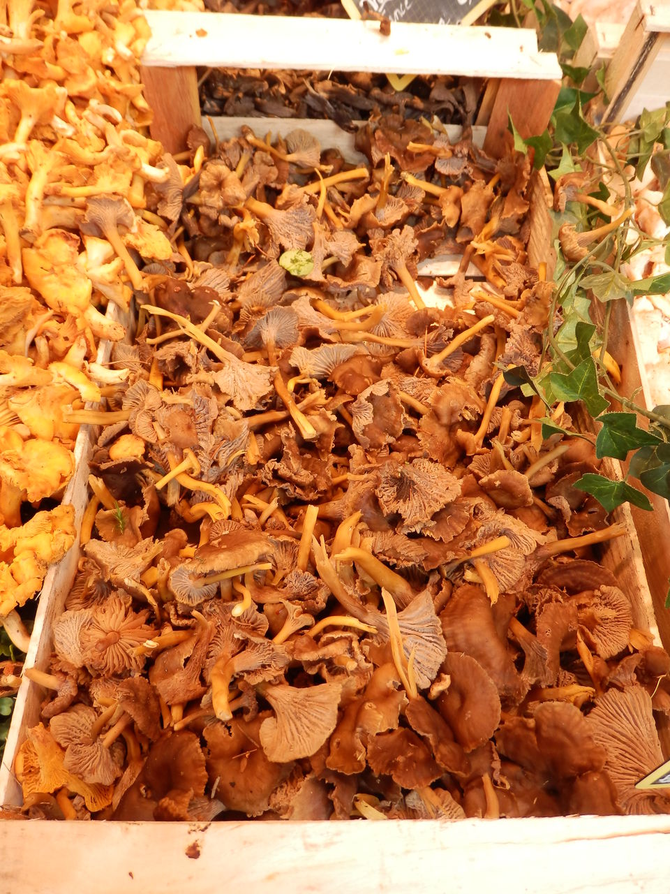 フランス・秋のきのこ : はなしのタネ