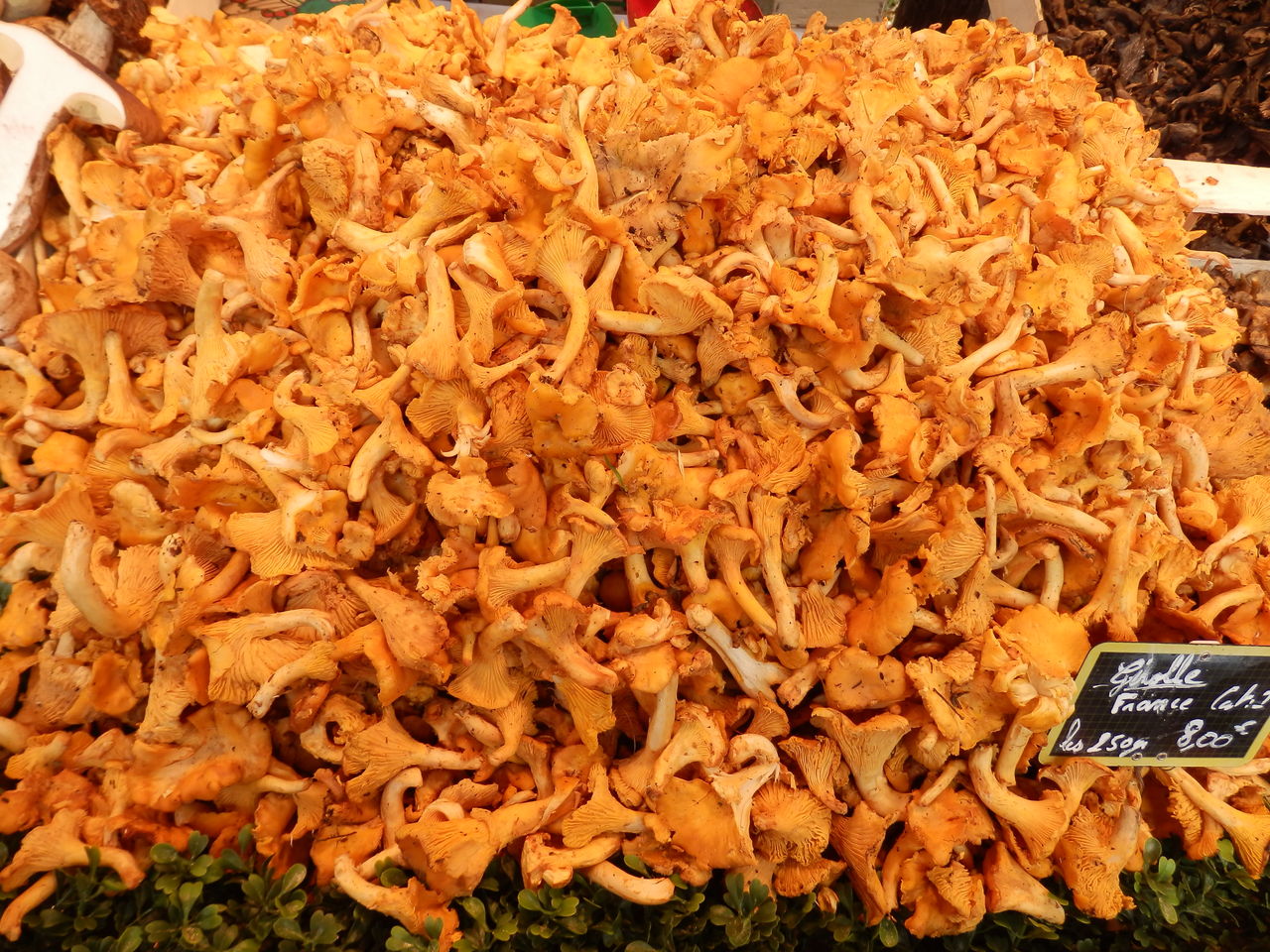 フランス・秋のきのこ : はなしのタネ