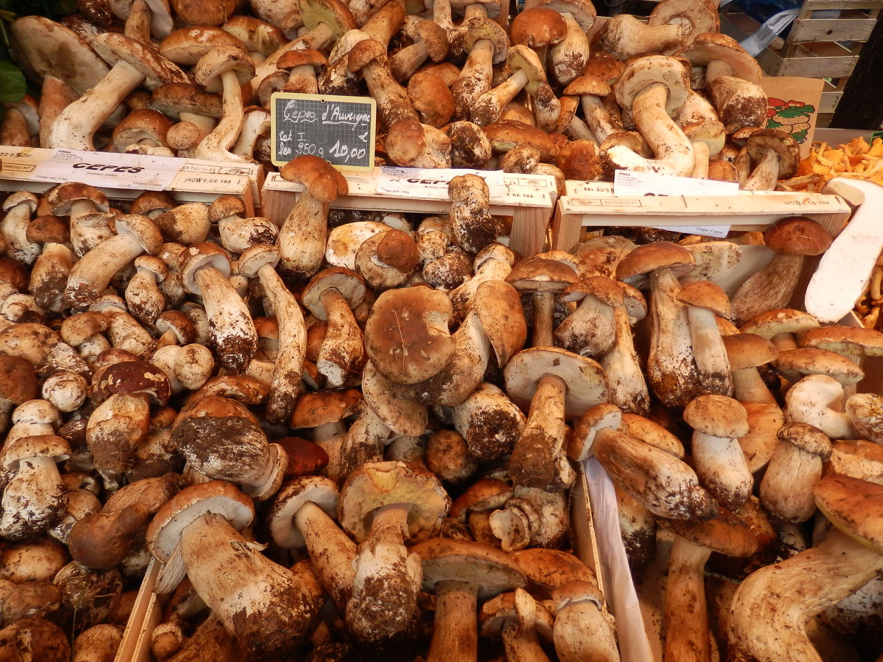 フランス・秋のきのこ : はなしのタネ