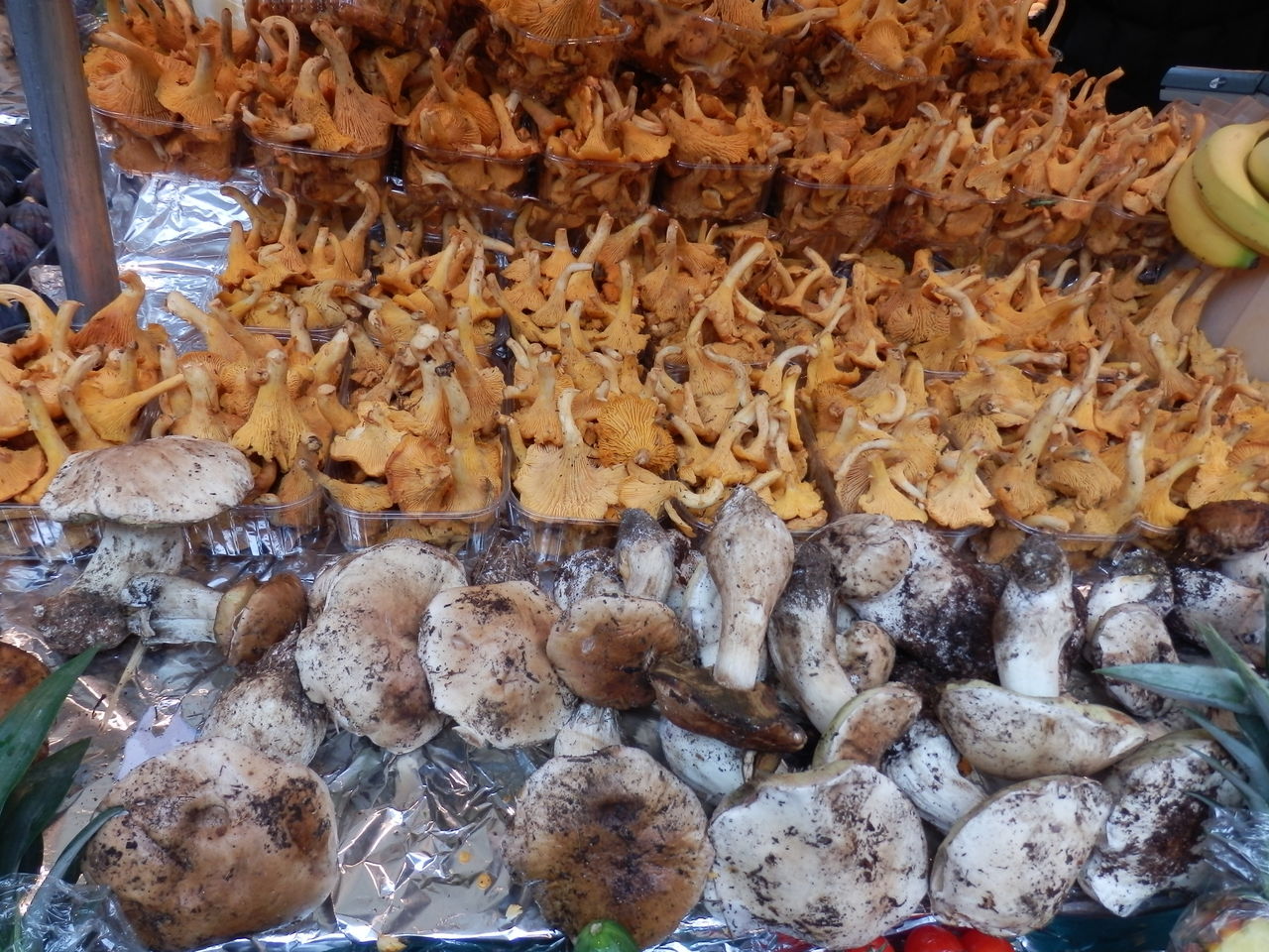 フランス・秋のきのこ : はなしのタネ