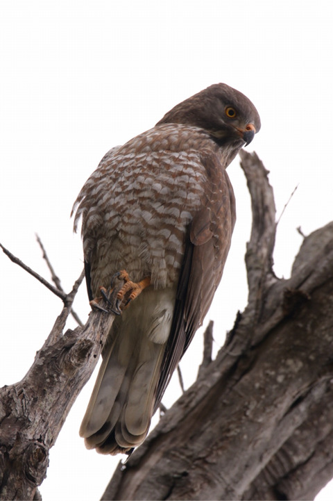 Grey-faced Buzzard - サシバ - : 沖縄ゆるblog