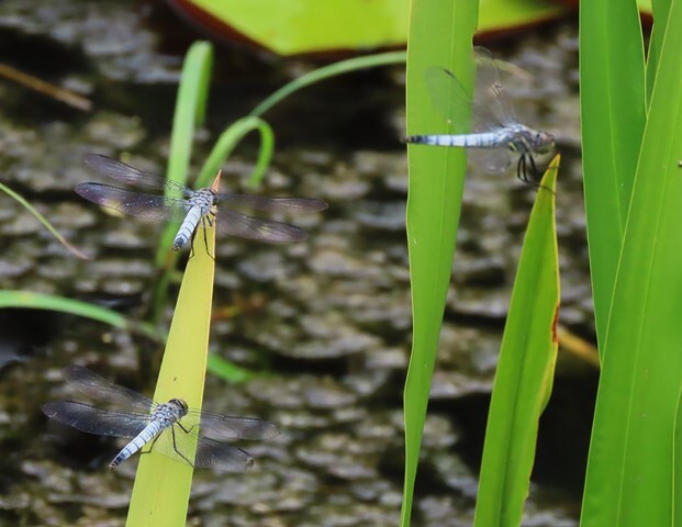 2024年06月 : 今日もワクワク♪ (#^.^#)