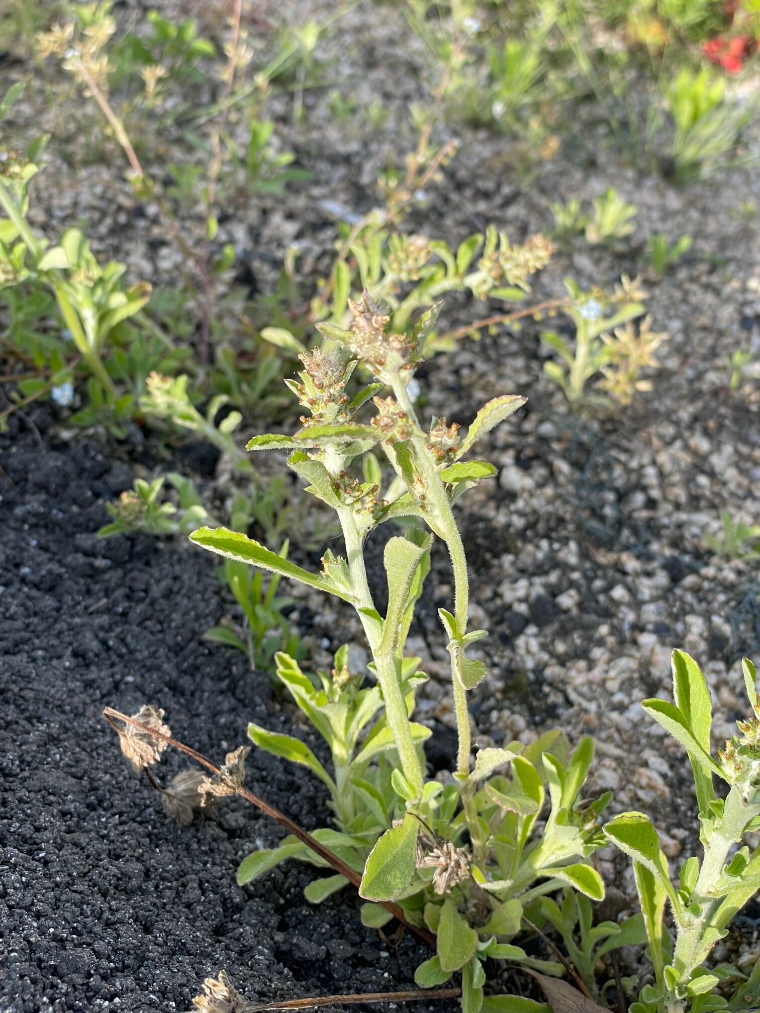 チチコグサモドキとハハコグサ : ミニ缶