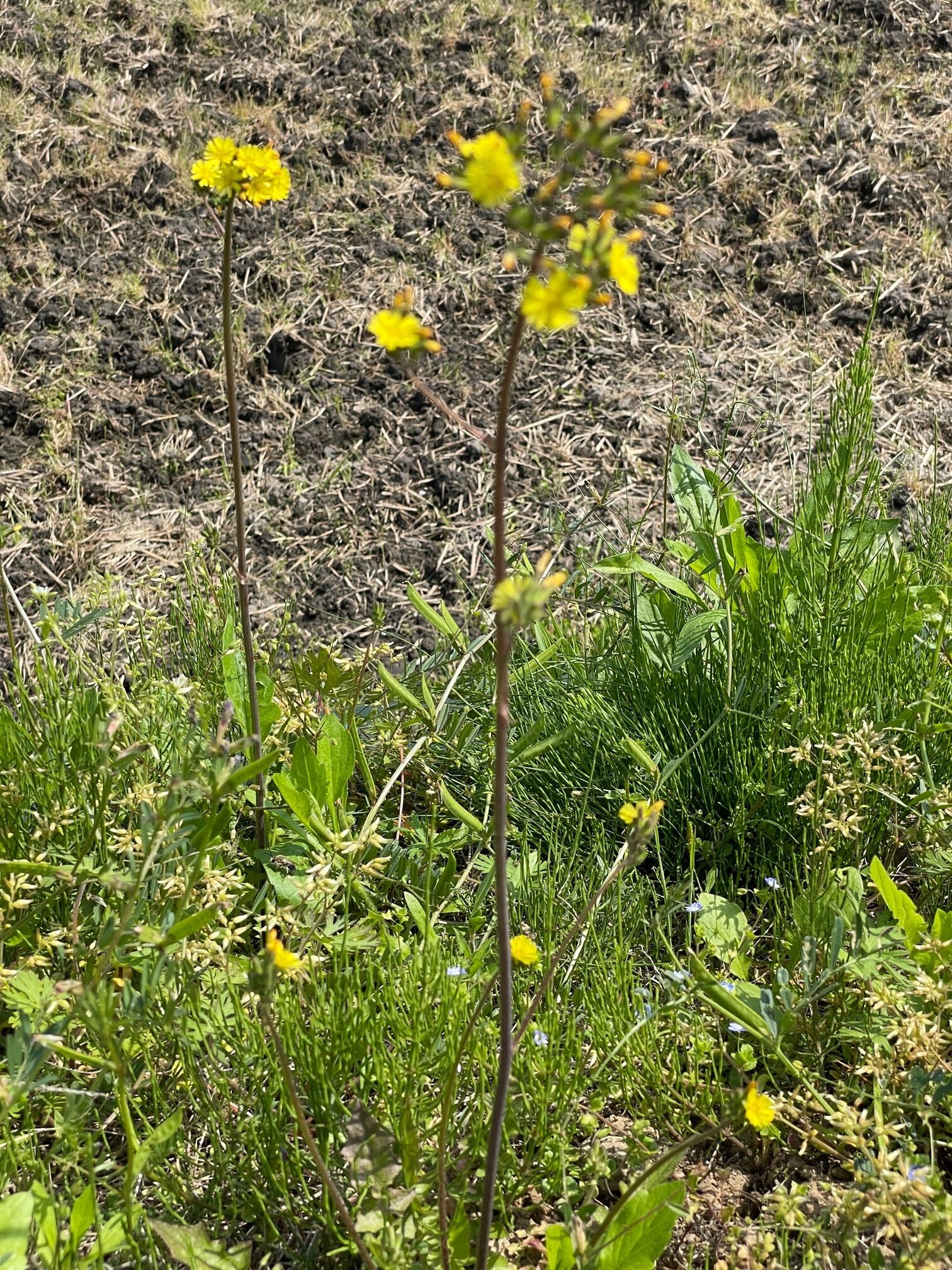 アカオニタビラコ : ミニ缶