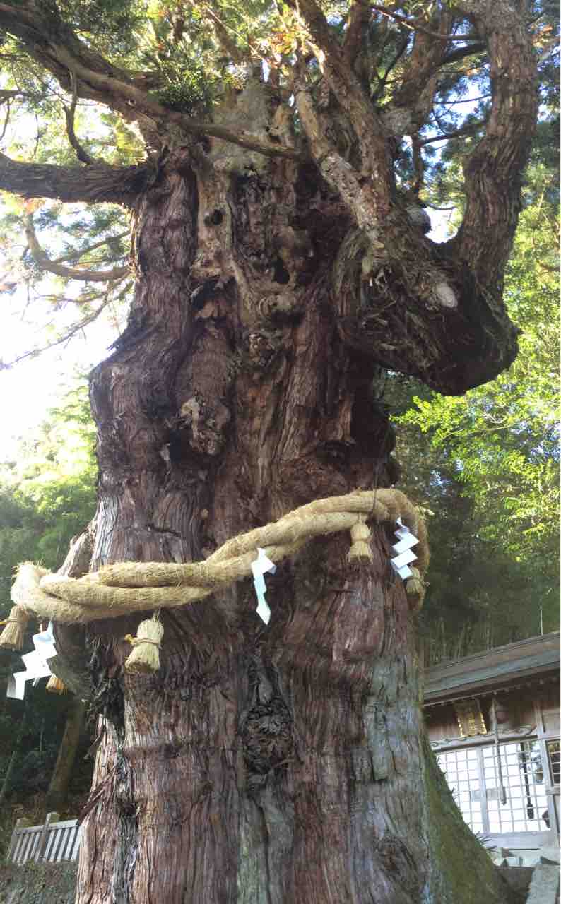 2018年11月 : 年を刻む〜年輪