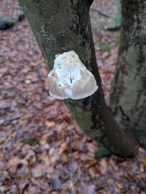 Late Fall Oyster Mushroom 2024/ムキタケ2024 : THE WORLD OF THE NEANDERTHAL ...