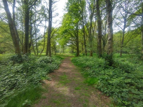 バンステッド・ヒース/Banstead Heath : THE WORLD OF THE NEANDERTHAL のblog