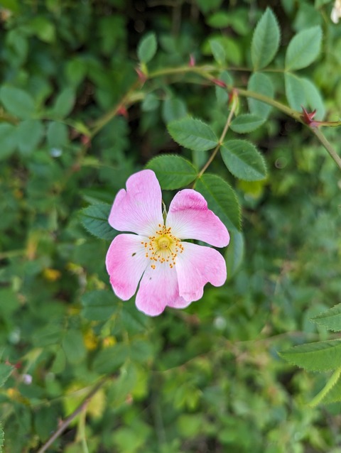 Wild Rose Jam/野生のバラのジャム : THE WORLD OF THE NEANDERTHAL のblog