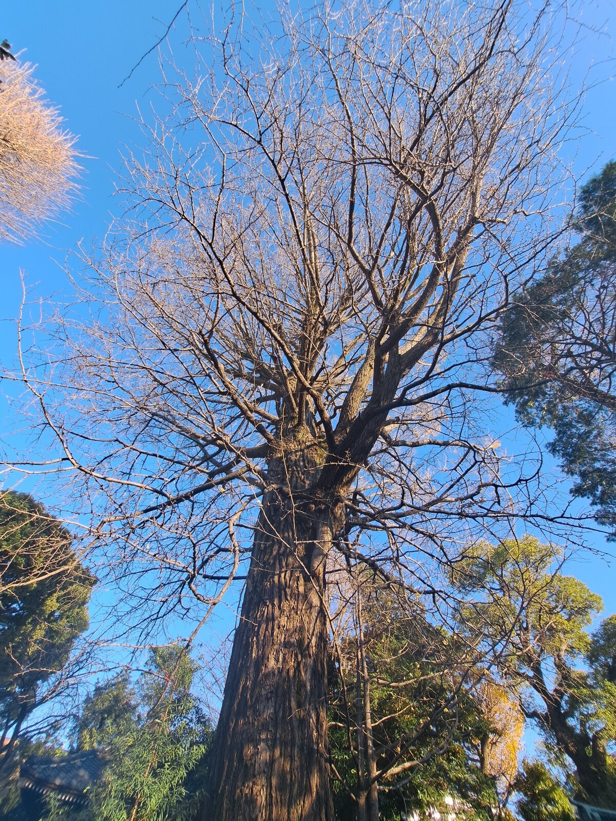 猫の時間 しなじく :1ギガ購入しました - livedoor Blog（ブログ）