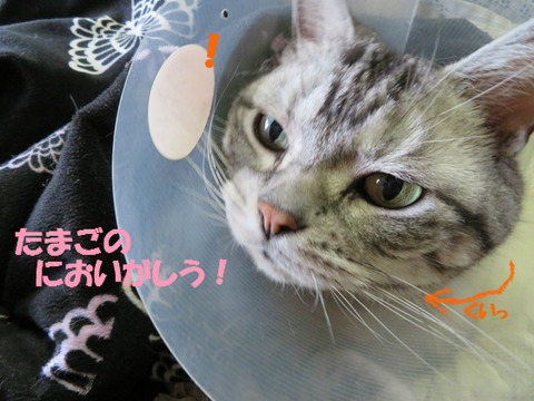 食べかすとしょんぼり。 : 梵亭生活