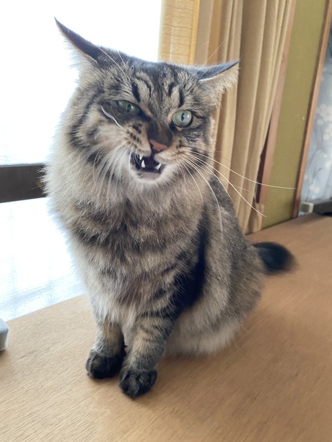 【猫写真】時々悪い顔になるのは気のせいです : おそらくその平凡こそ幸せ 猫と私と家族の日常 Powered by ライブドアブログ