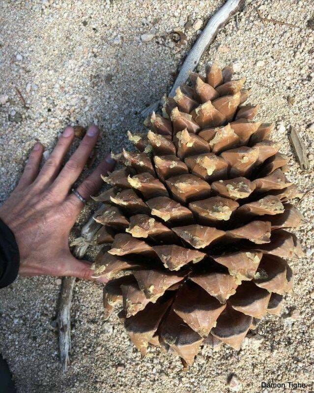 ネタ画像.COM : デカすぎる「松ぼっくり」が発見される！！