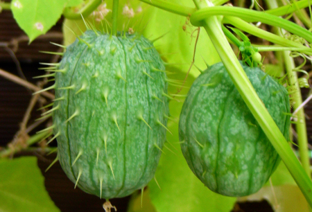 後編：Vagrant（+ VirtualBox/Ubuntu Server 14.04）環境で Appium（Node.js）と ...