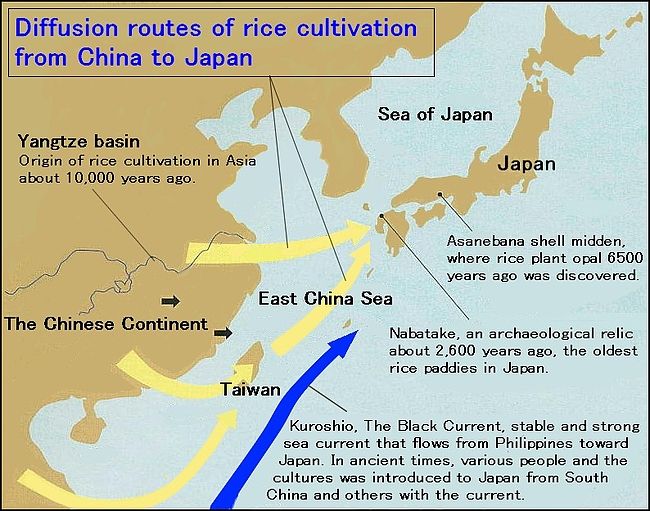 Topics in Japan : The origin of the Japonica rice and the indica was in ...