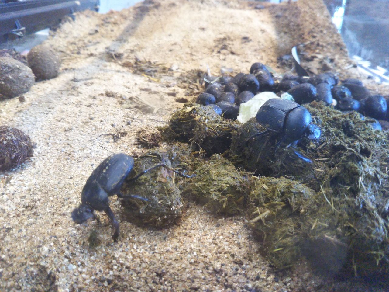 POOPOOPOO魅惑のうんち展 : むしむしブログ