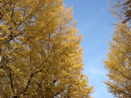 j-kichiの空間:brisk fall weather