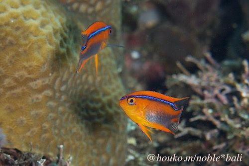 泪目ちゃんから眉毛ちゃんまで撮り放題 【クロスズ・ダムゼル(Neogly phidodon crossi)】 : 「バリ島ダイビング生活」バリだより