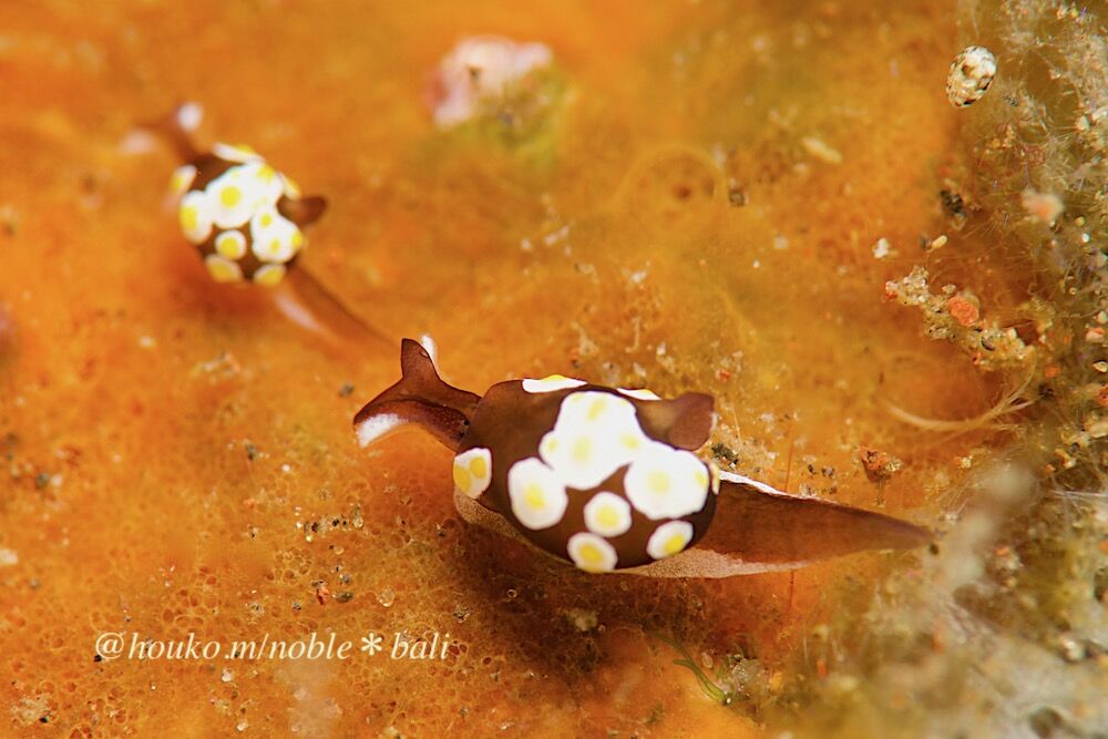 トンプソンも恋の季節？【トンプソン コトリガイ(Colpodaspis thompsoni)】 : 「バリ島ダイビング生活」バリだより