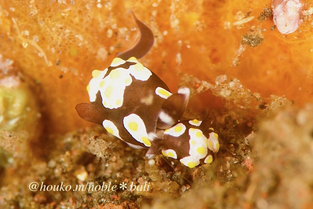 トンプソンも恋の季節？【トンプソン コトリガイ(Colpodaspis thompsoni)】 : 「バリ島ダイビング生活」バリだより