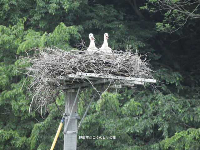 成長中のヒナ : 野田市＠こうのとりの里のblog