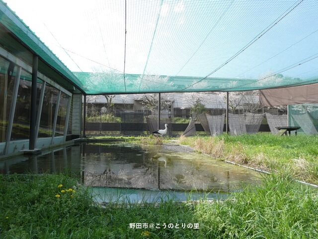 コウノトリのお花見 : 野田市＠こうのとりの里のblog