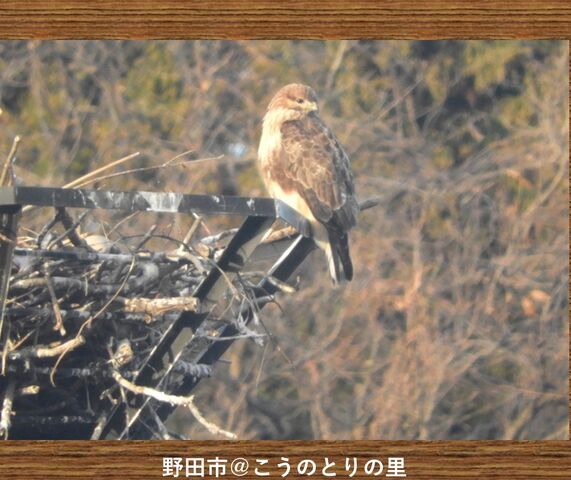 大谷津人工巣塔にノスリ : 野田市＠こうのとりの里のblog