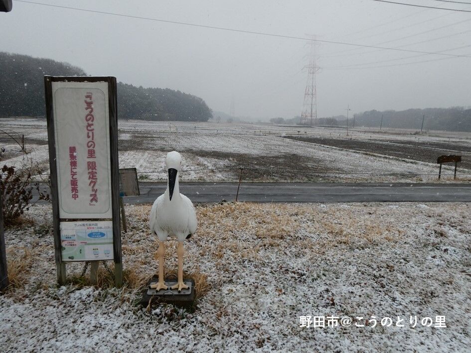 こうのとりの里にも雪が降りました。 : 野田市＠こうのとりの里のblog