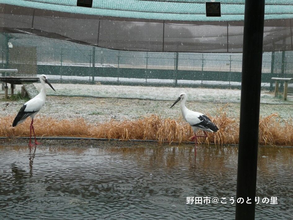 こうのとりの里にも雪が降りました。 : 野田市＠こうのとりの里のblog