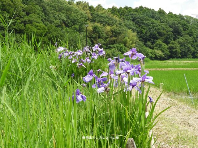生配信中 : 野田市＠こうのとりの里のblog