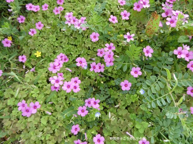 5月の休館日のお知らせ : 野田市＠こうのとりの里のblog