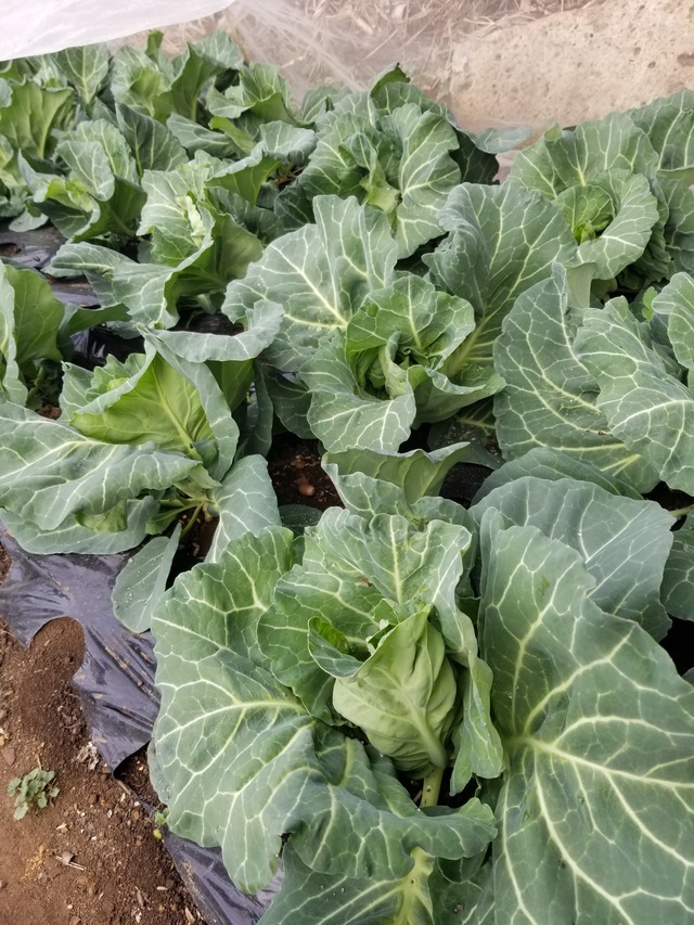 種さつま芋に腐れが出た キャベツ 超極早生玉ねぎ : のじさんの徒然草