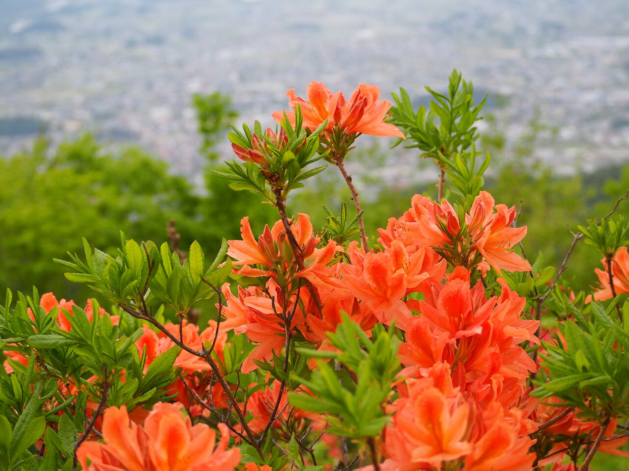大町の空気「鷹狩山」 : 呑ん子の放浪記