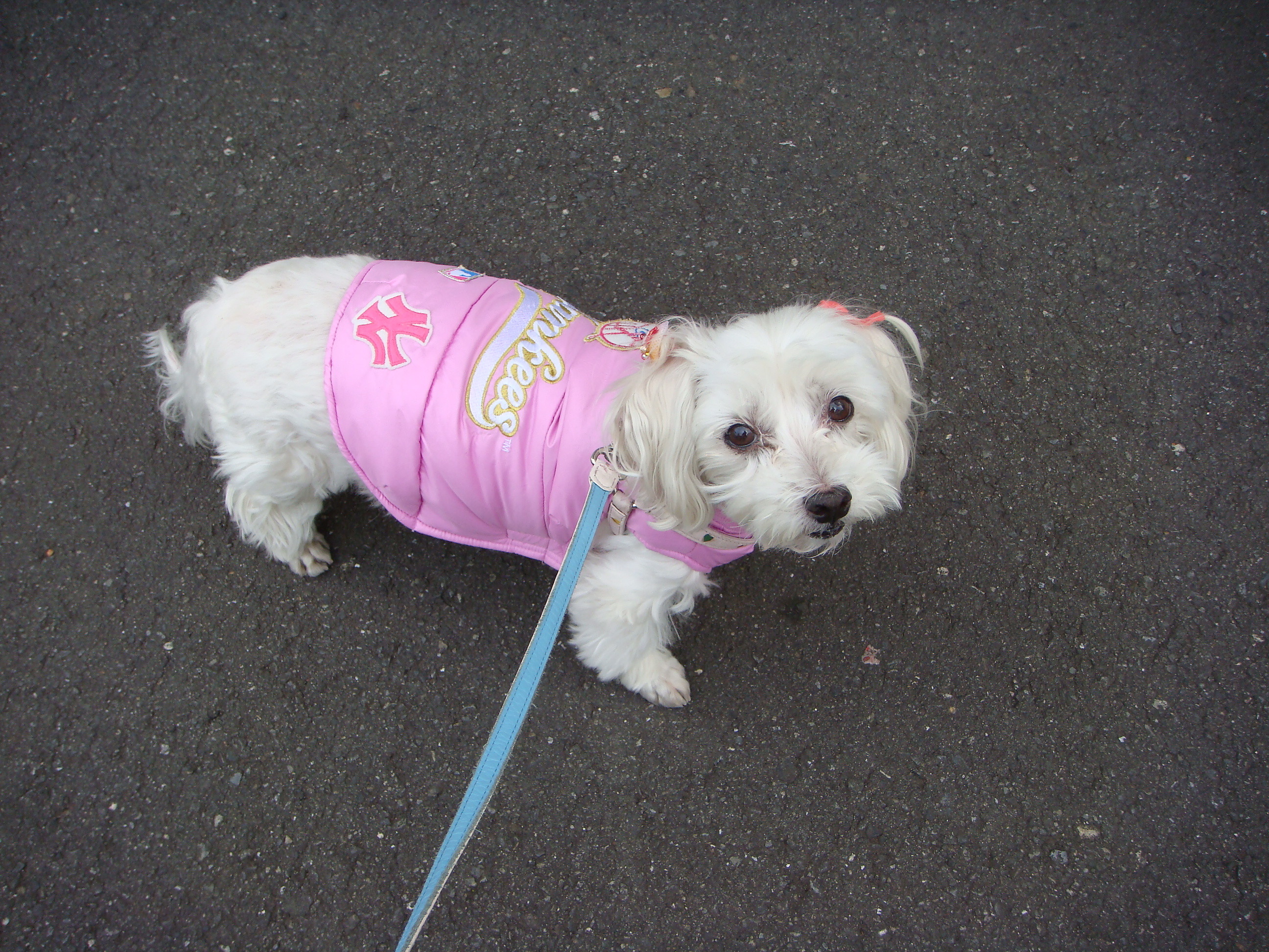 Teddy & Coco の一日 : DOG CAFE