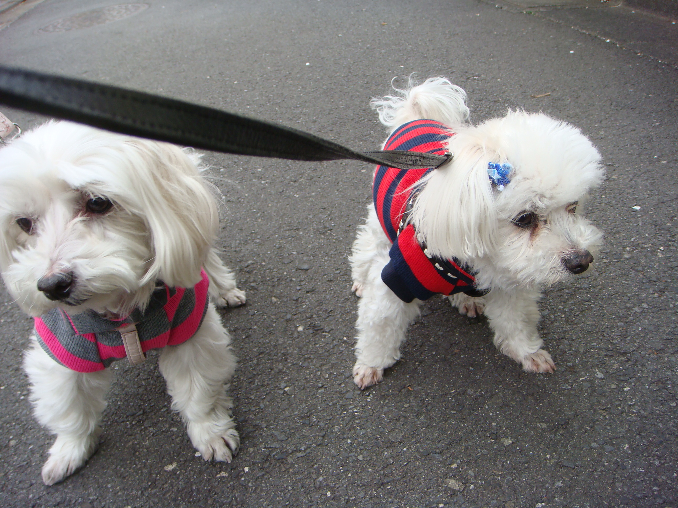 Teddy & Coco の一日 : DOG CAFE