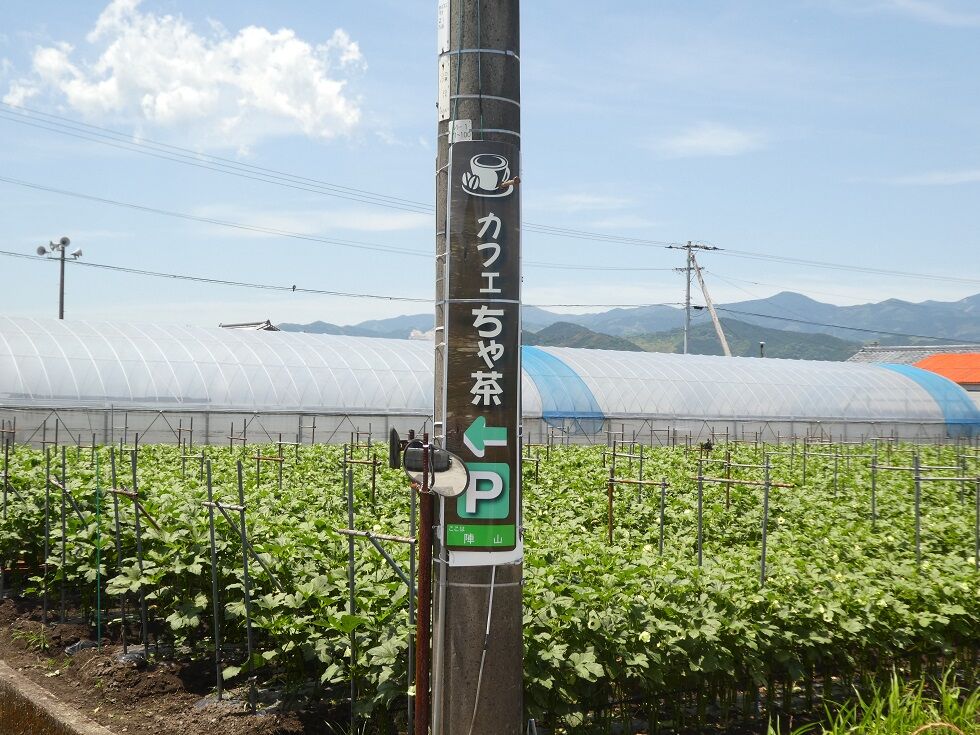 高知のんのんお散歩 : ランチ