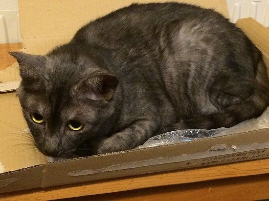 み～つけた : MileStone in Pocky