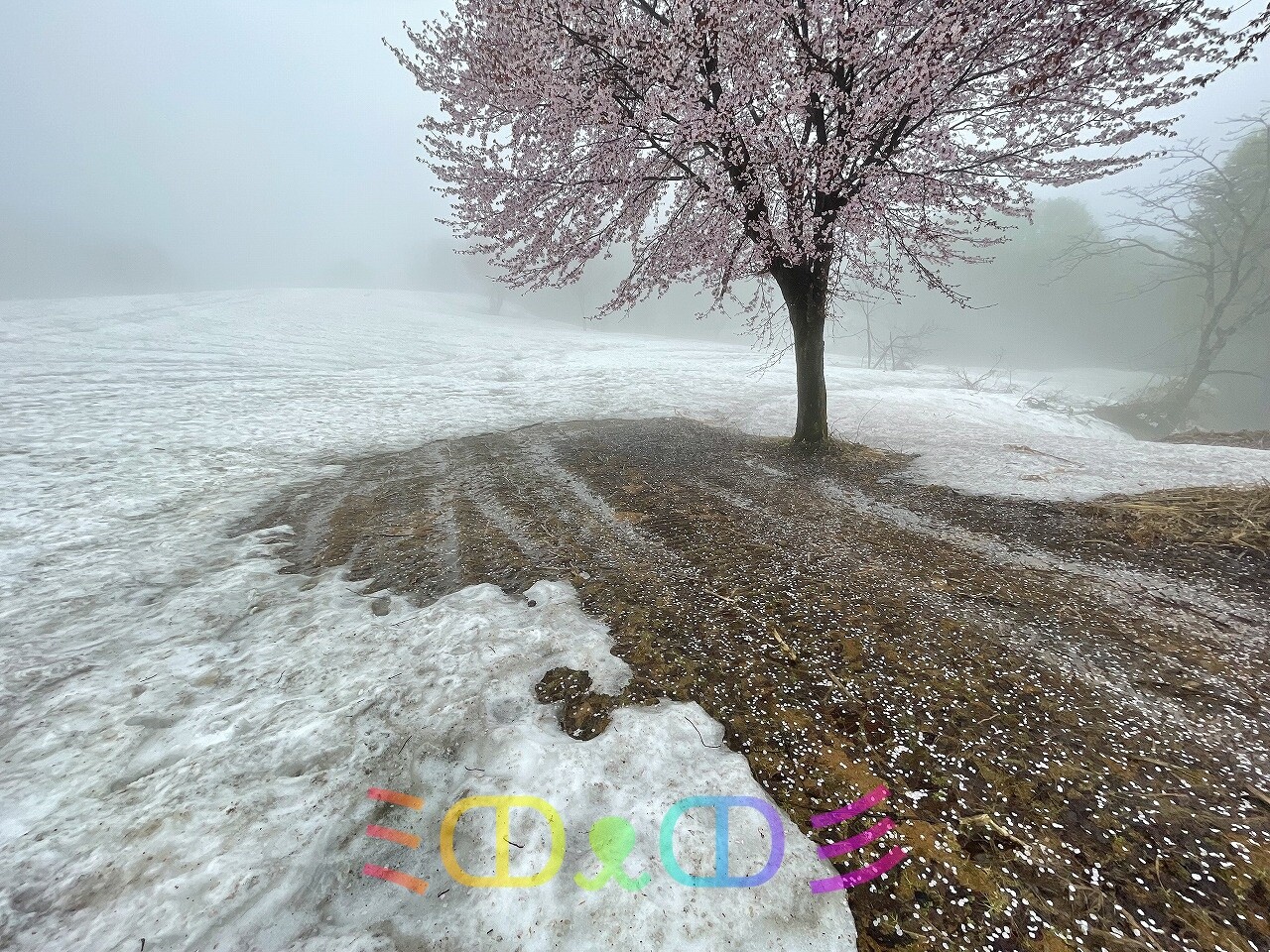 2022年04月 : MileStone in Pocky